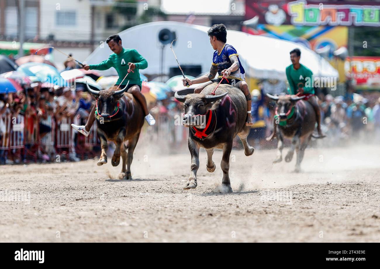 Jockeys compete in Chonburi's annual buffalo race festival, in Chonburi ...