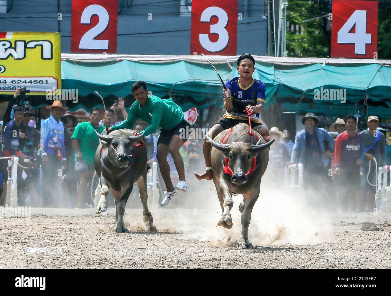 Jockeys compete in Chonburi's annual buffalo race festival, in Chonburi ...
