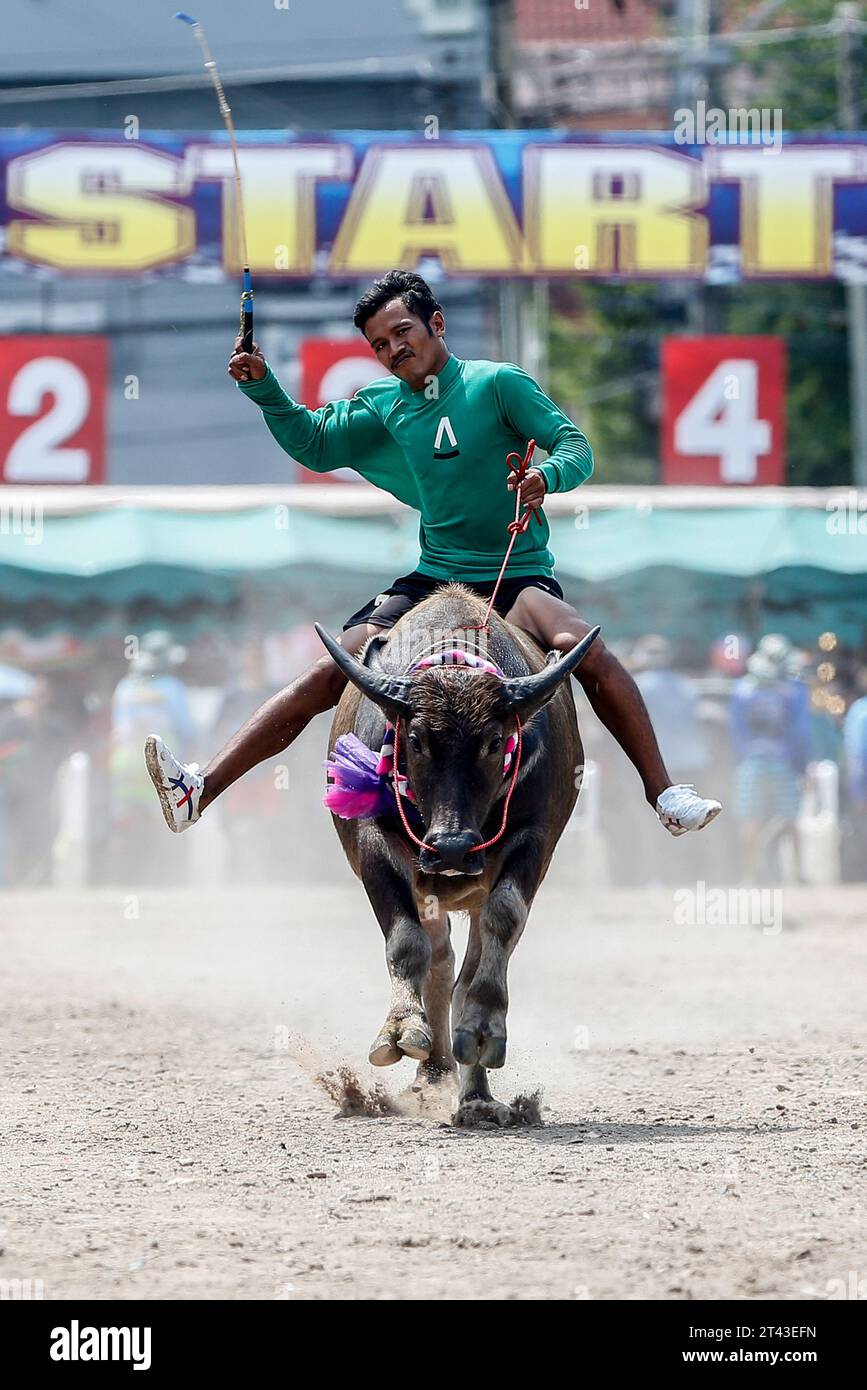 A jockey competes in Chonburi's annual buffalo race festival, in ...