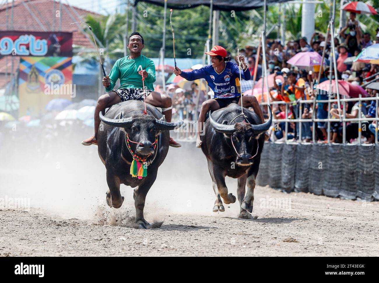 Jockeys compete in Chonburi's annual buffalo race festival, in Chonburi ...