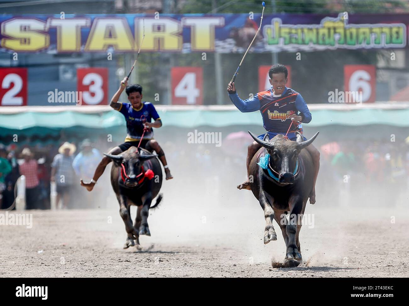 Jockeys compete in Chonburi's annual buffalo race festival, in Chonburi ...