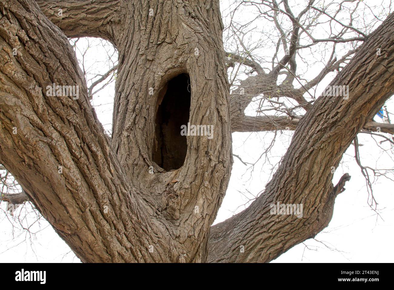 Old willow tree stems hi-res stock photography and images - Alamy