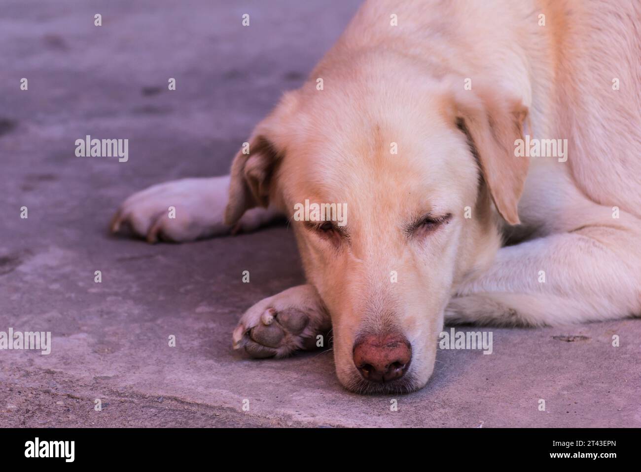 White stray dog hi-res stock photography and images - Alamy