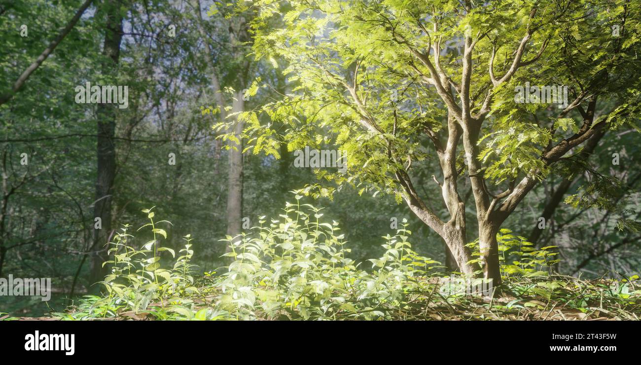 3d render of green tree leaves and branches in forest with morning sun ...