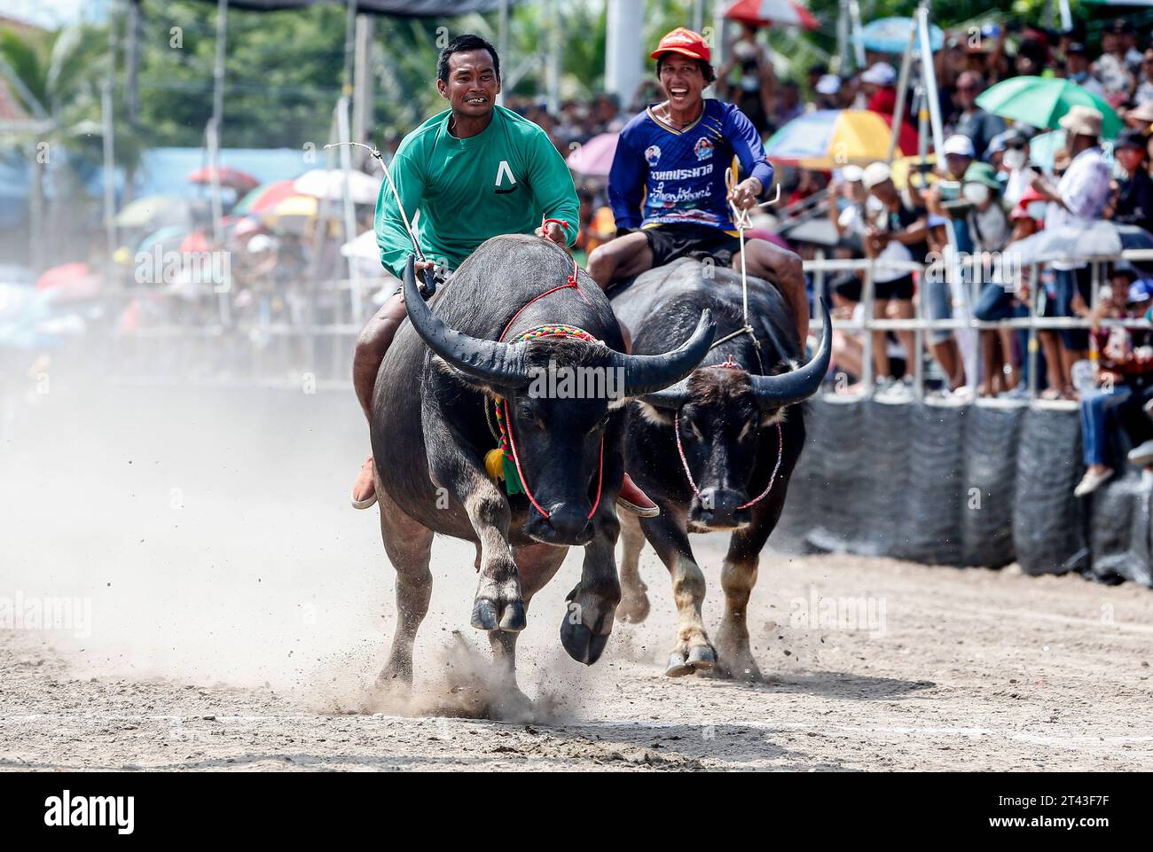 Jockeys compete in Chonburi's annual buffalo race festival, in Chonburi ...