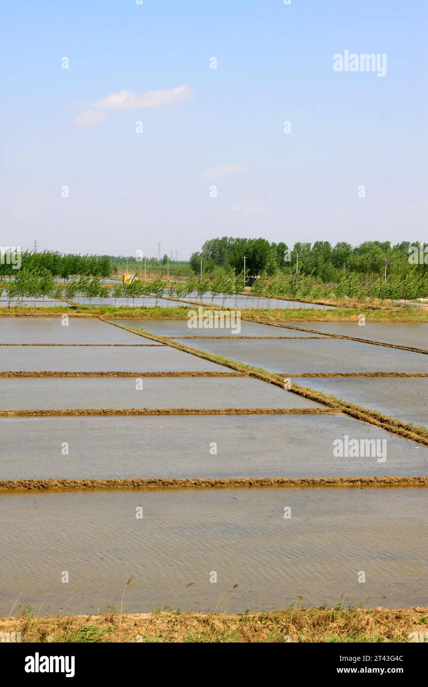 Paddy field ridge hi-res stock photography and images - Alamy