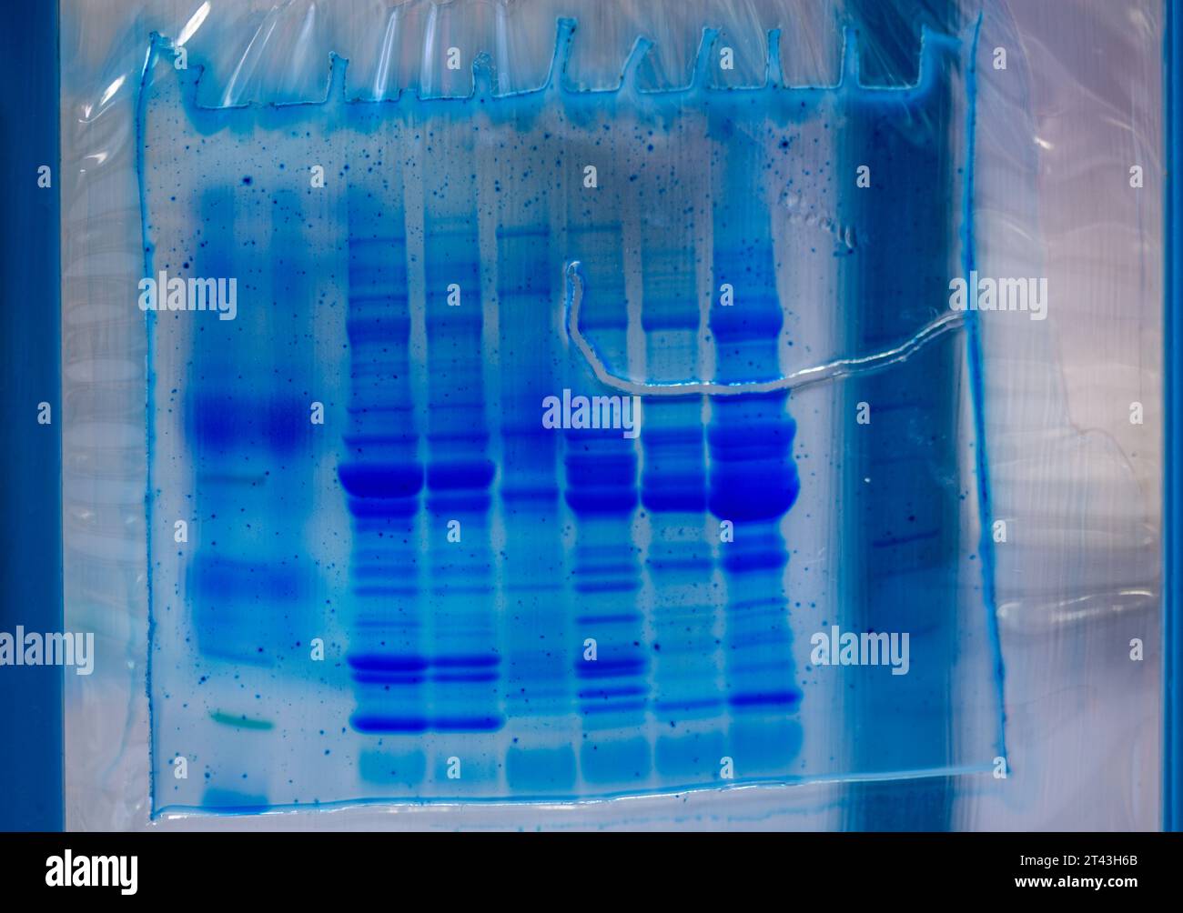 Teterow, Germany. 24th Oct, 2023. Gel electrophoresis is used to ...