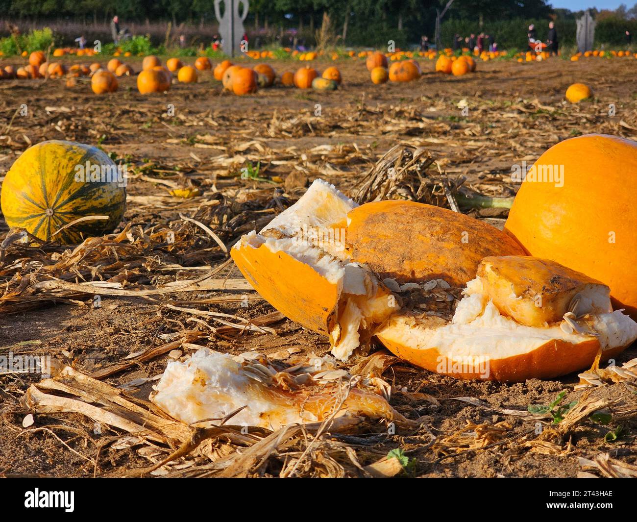 Destroyed pumpkin at Pick your own event. Highlighting food wastage ...