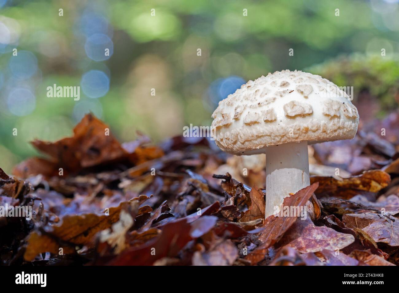 Single white fungi Stock Photo - Alamy