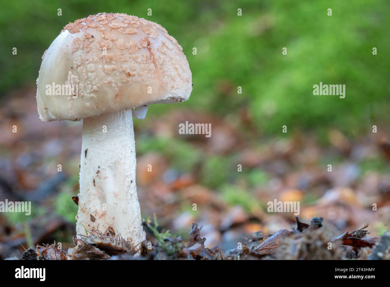 Single white fungi Stock Photo - Alamy