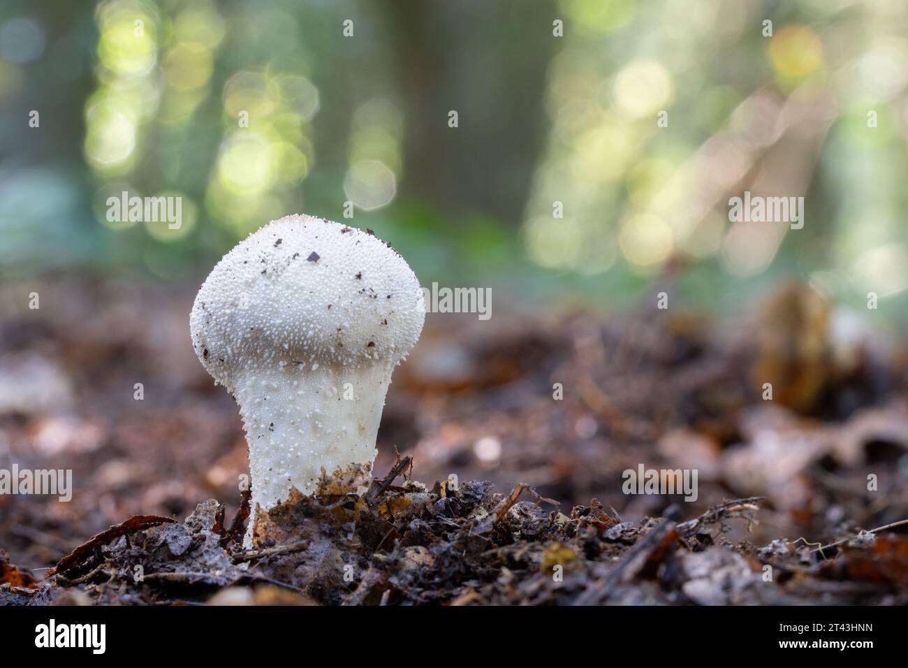 Single white fungi Stock Photo - Alamy