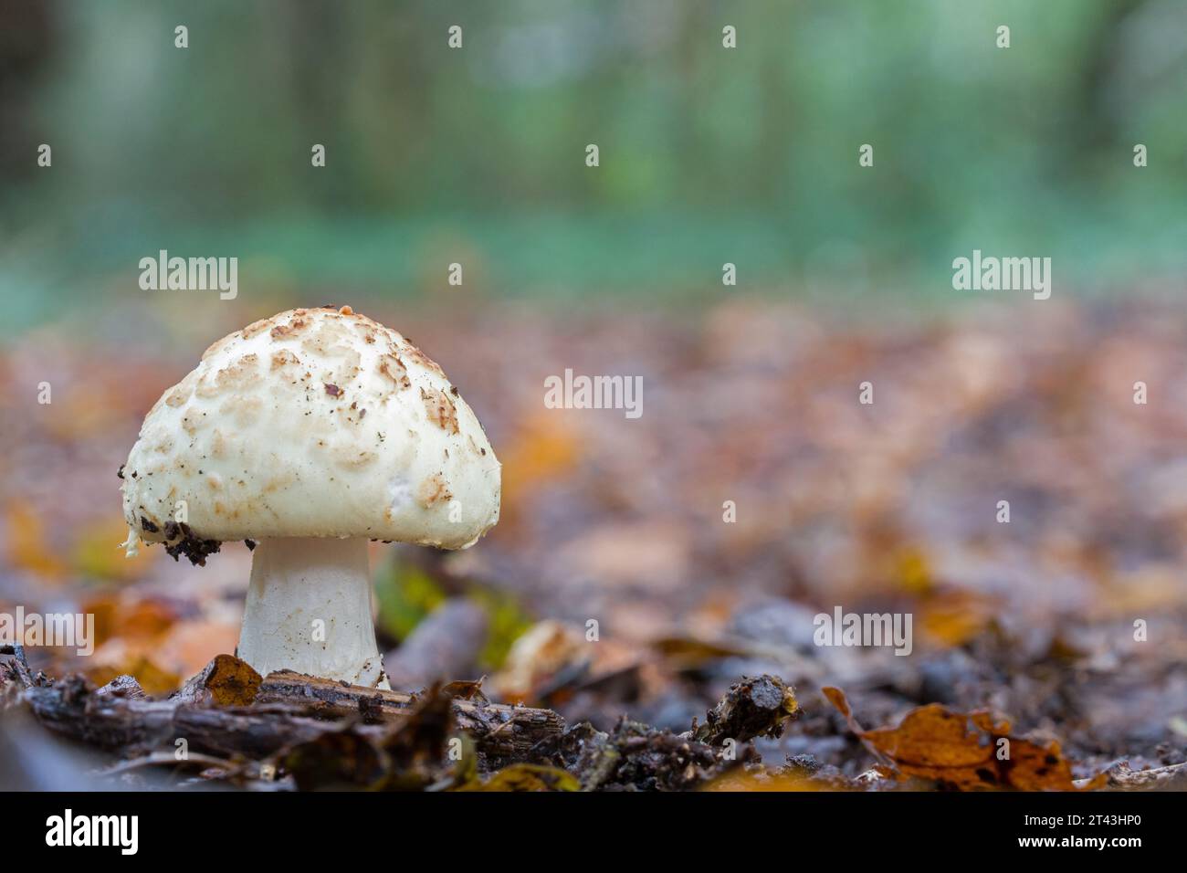 Single white fungi Stock Photo - Alamy