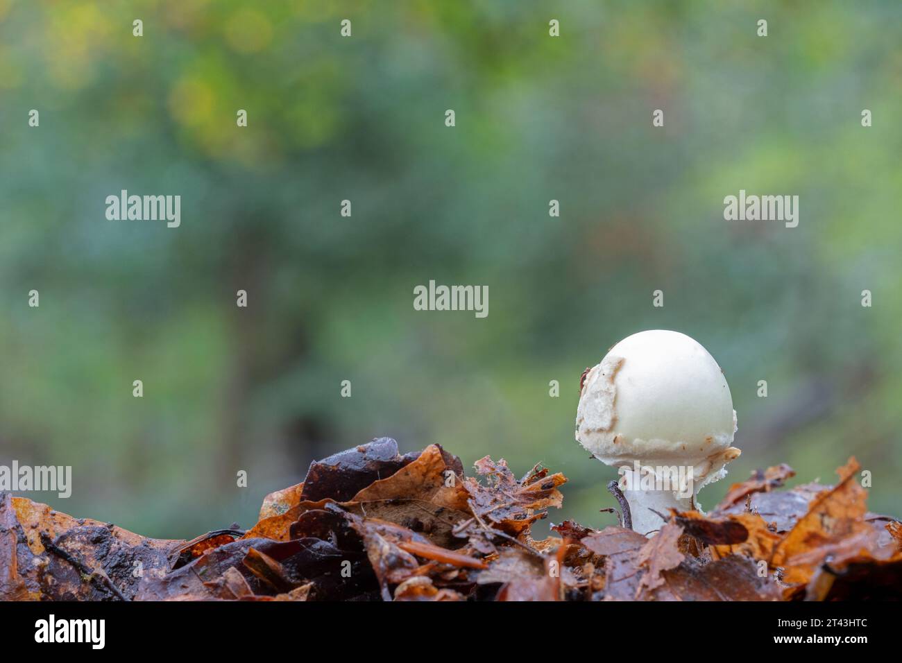 Single white fungi Stock Photo - Alamy