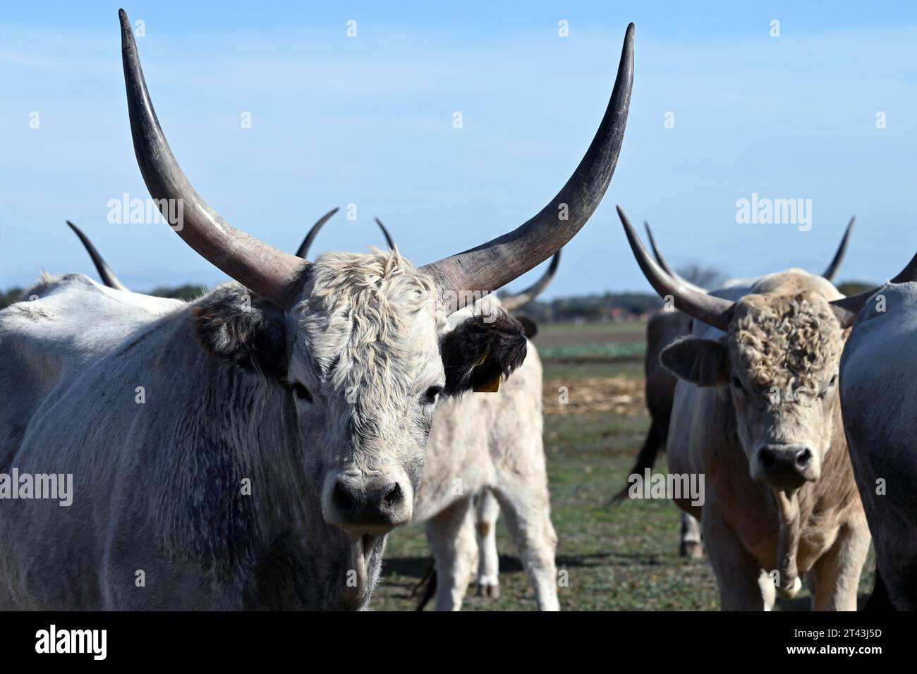 Hungarian grey cattle bull hi-res stock photography and images - Alamy