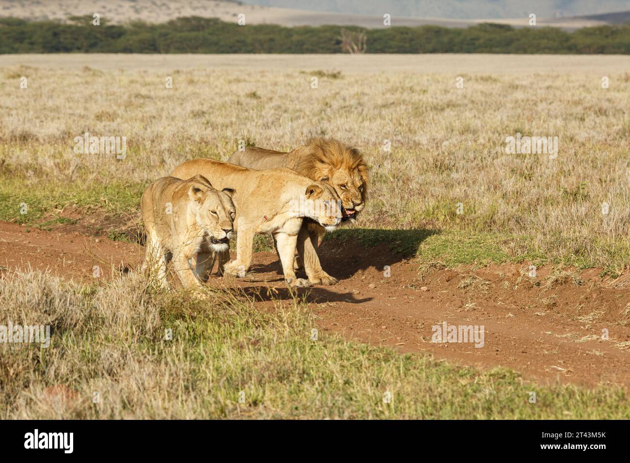 lion walking on the savannah Stock Photo - Alamy