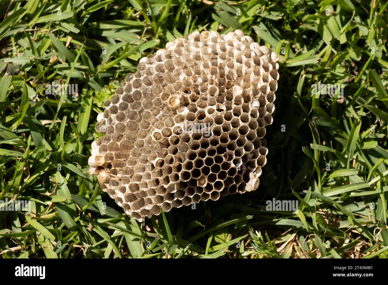 An old paper wasp open comb nest that was used for brood rearing is ...