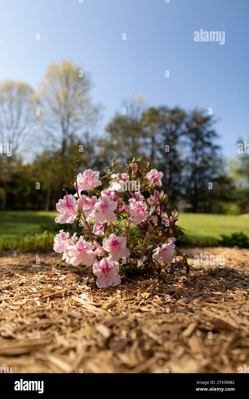 Azalea shrub in a small garden spring hi-res stock photography and ...