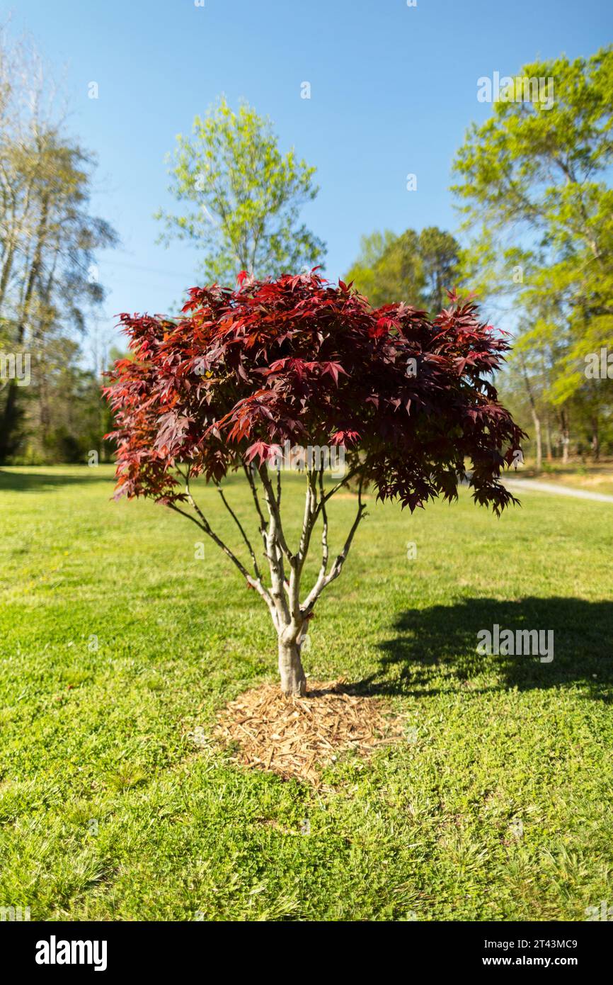 A shallow depth of field image of a red leaf Japanese maple tree with ...