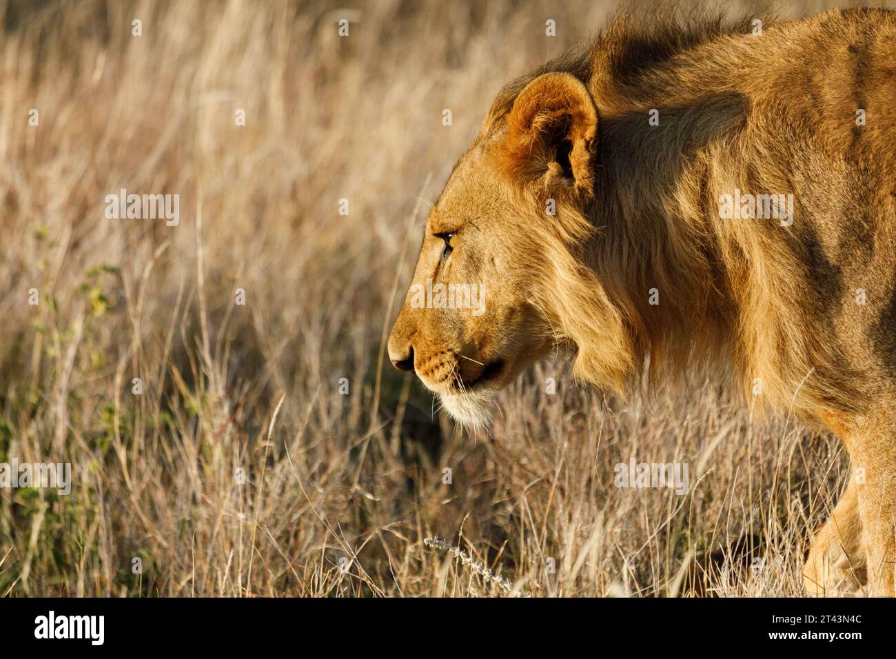 lion walking on the savannah Stock Photo - Alamy