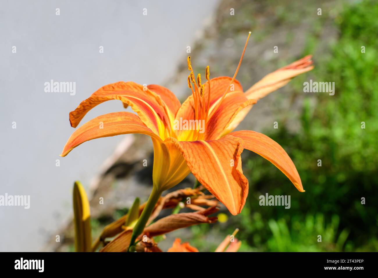 One small vivid orange flower of Lilium or Lily plant in a British ...