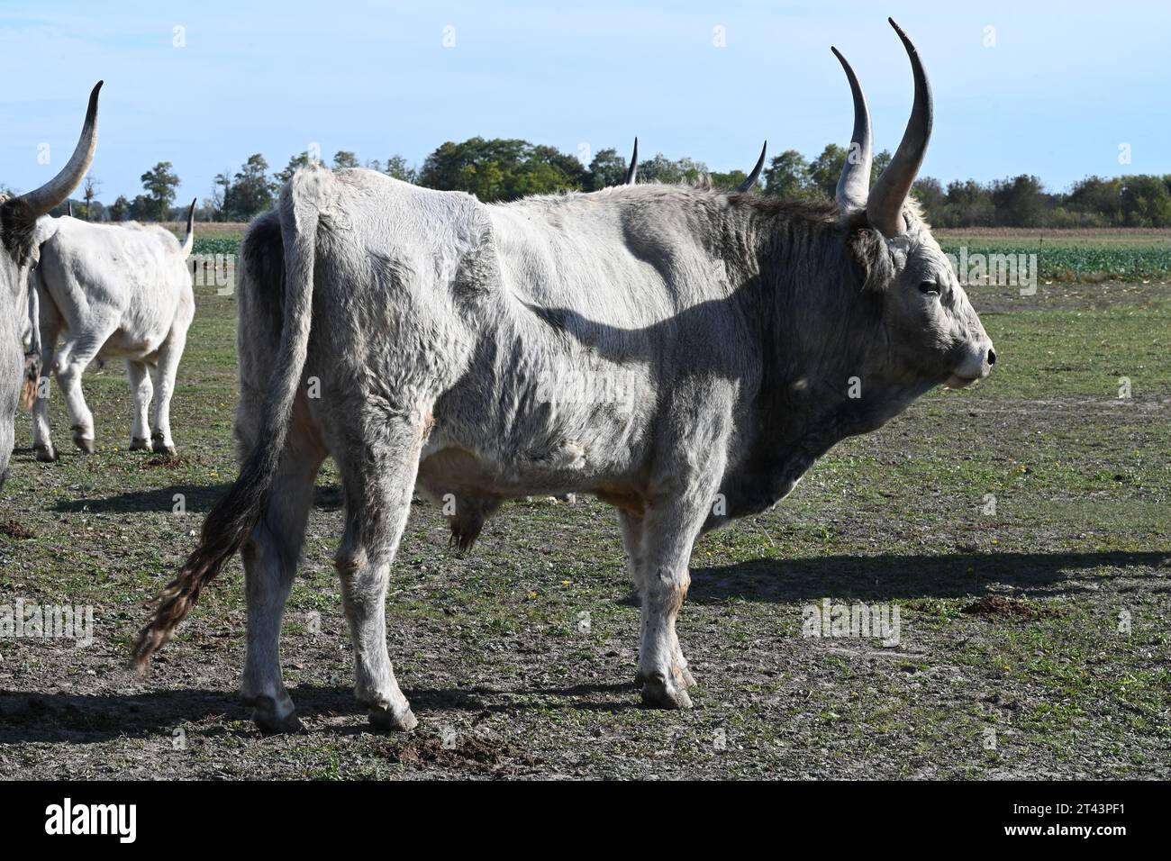 Herd of Hungarian grey cattle grazing in rural pasture field Stock ...