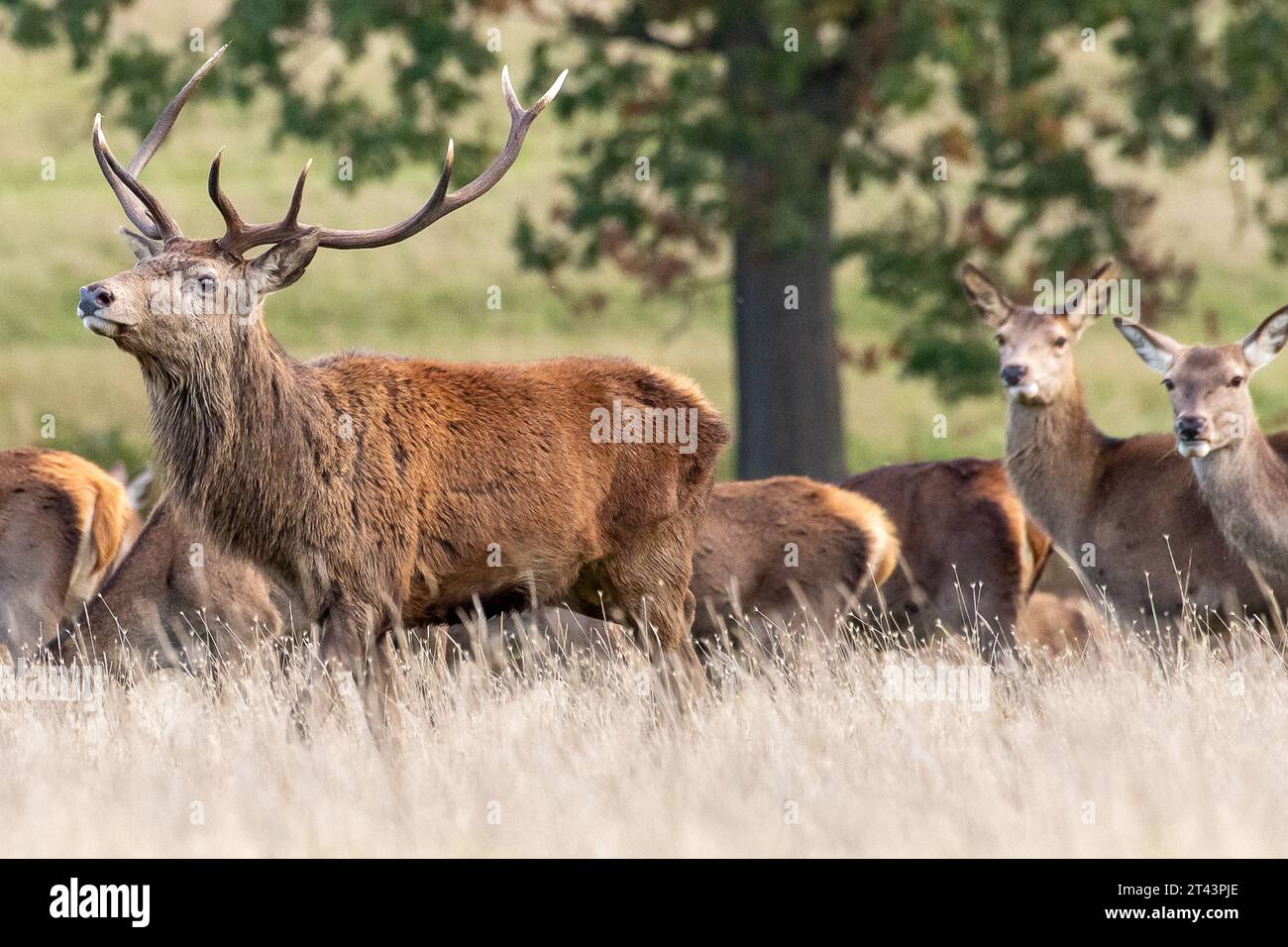 Windsor, Berkshire, UK. 28th October, 2023. A magnificent stag, part of ...