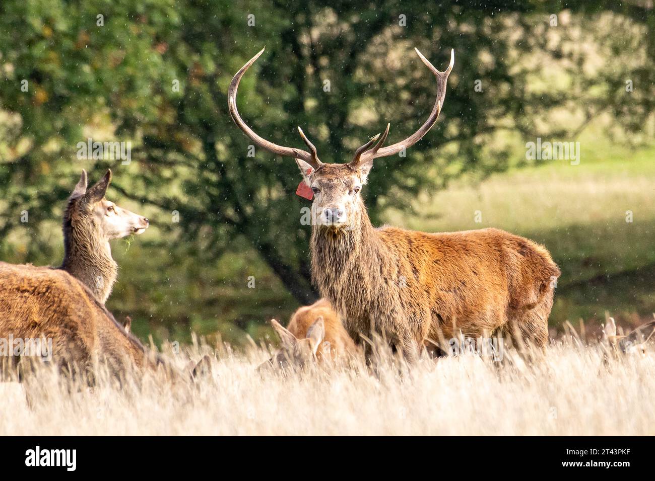 Windsor, Berkshire, UK. 28th October, 2023. A magnificent stag, part of ...