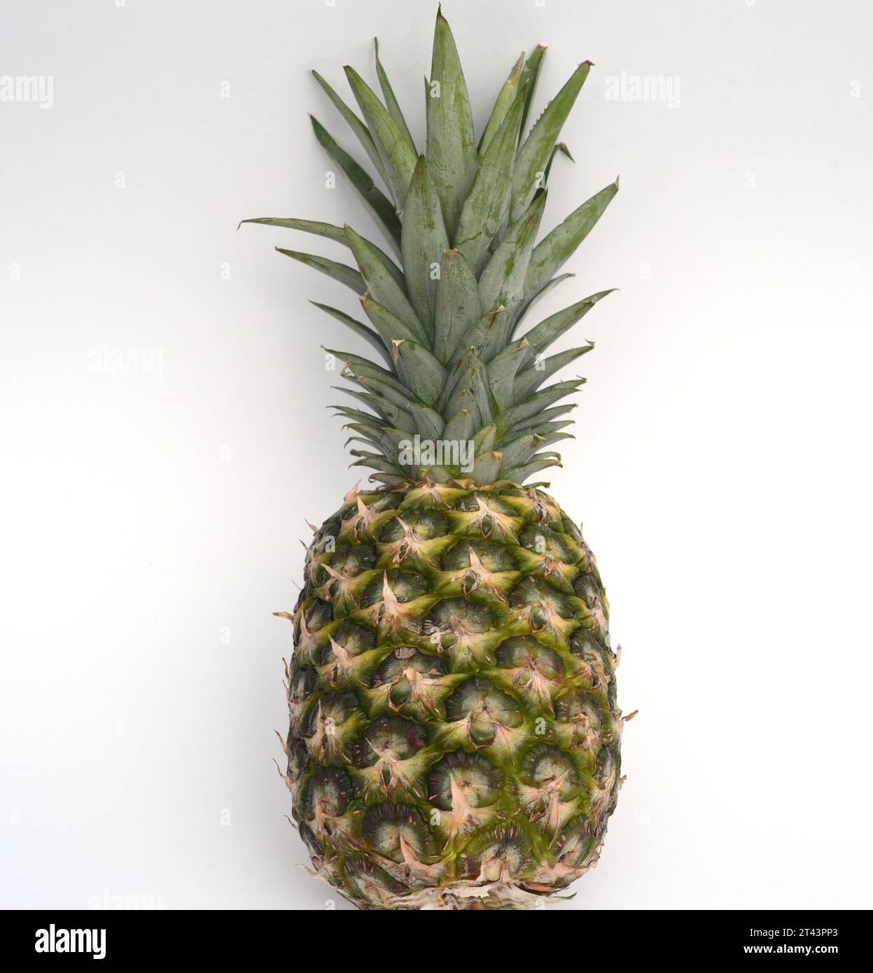 Ananas, comosus sativus ist eine wohlschmeckende Suedfrucht und gilt ...