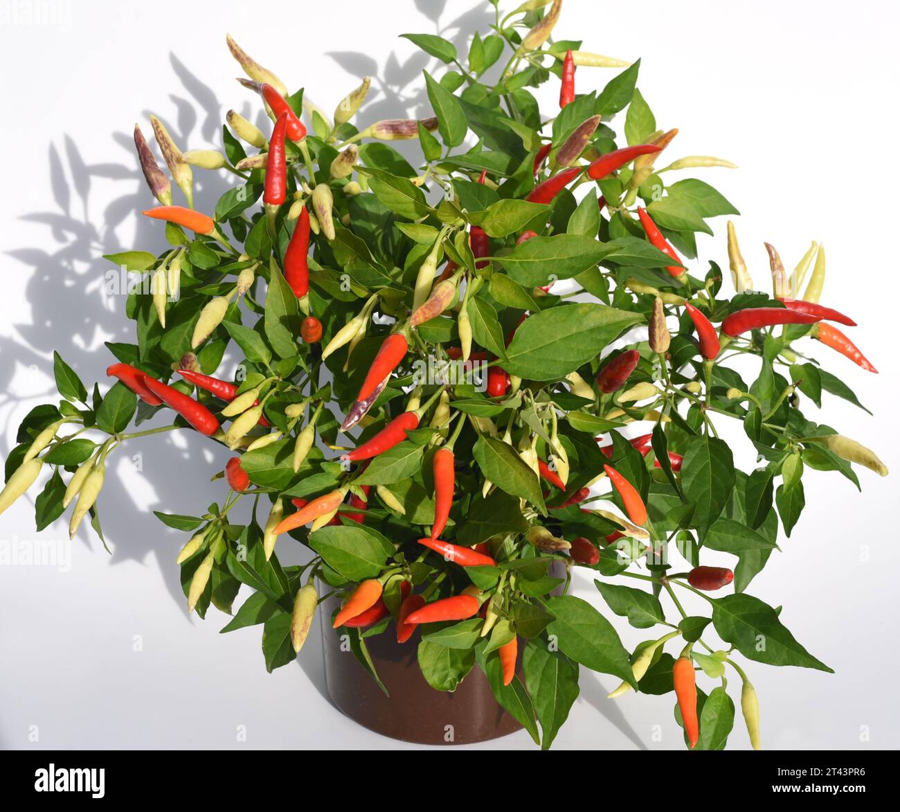 Chili Peperoni ist eine scharfe Kraeuterpflanze und wird in der Kueche ...