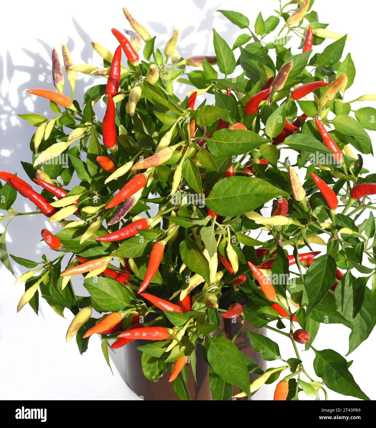 Green pepperoni capsicum frutescens hi-res stock photography and images ...