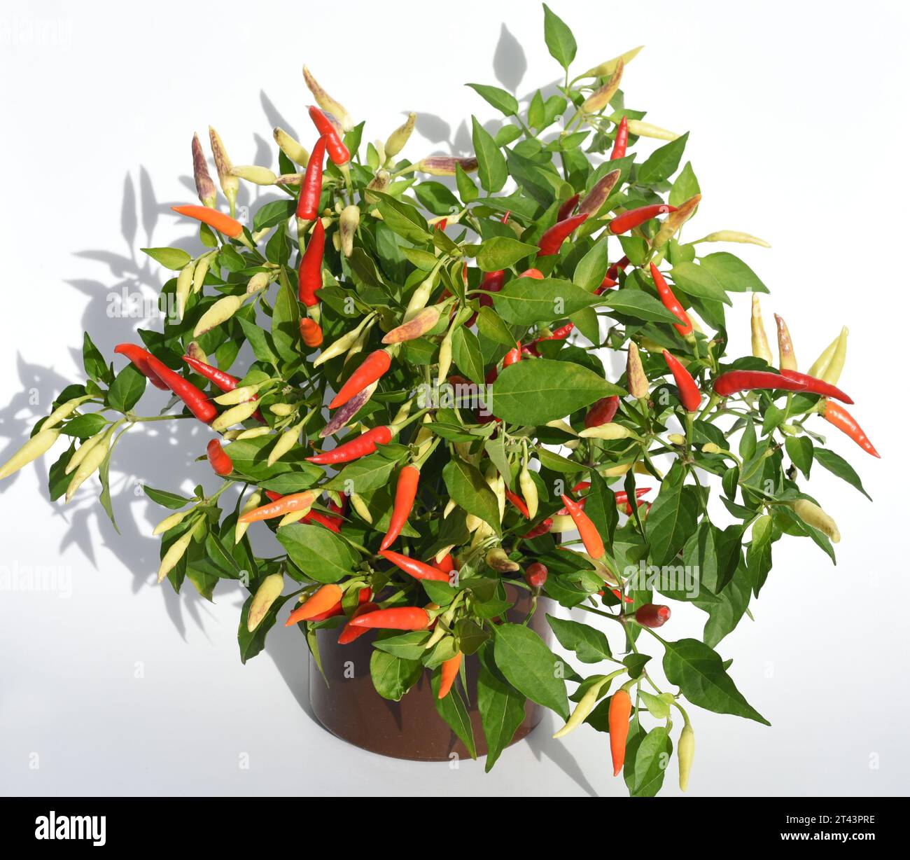 Chili Peperoni ist eine scharfe Kraeuterpflanze und wird in der Kueche ...