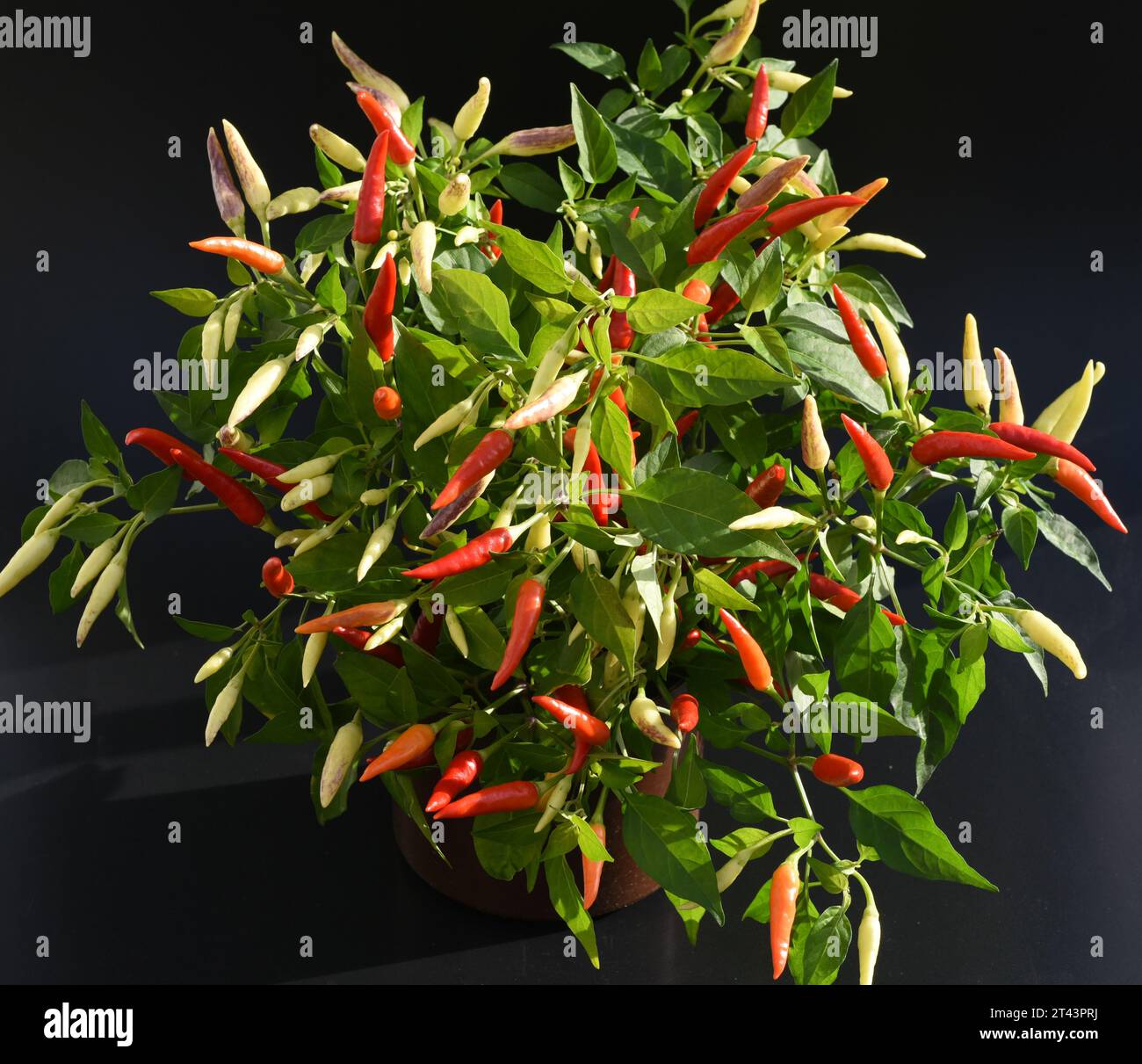 Chili Peperoni ist eine scharfe Kraeuterpflanze und wird in der Kueche ...