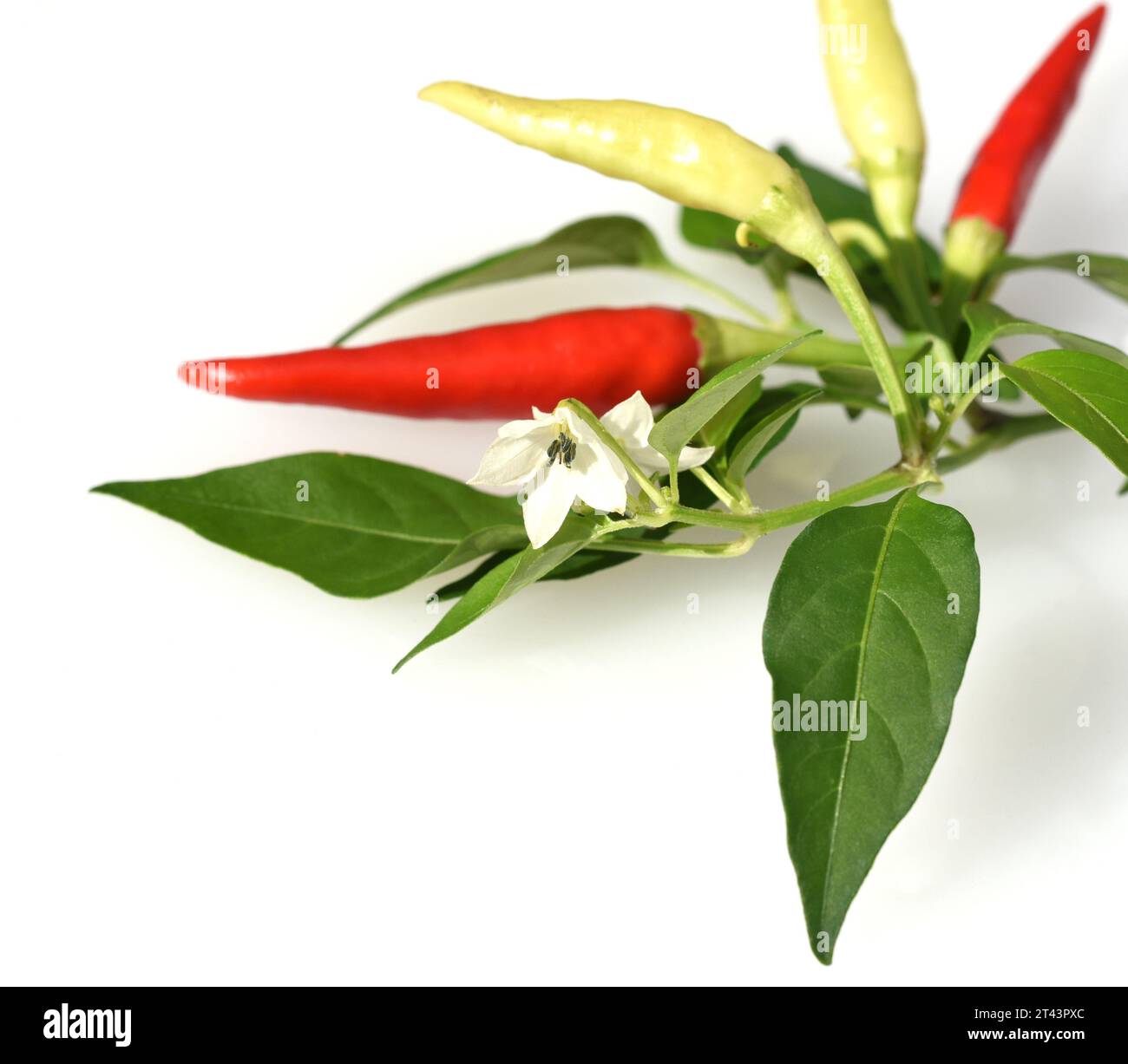 Chili Peperoni ist eine scharfe Kraeuterpflanze und wird in der Kueche ...