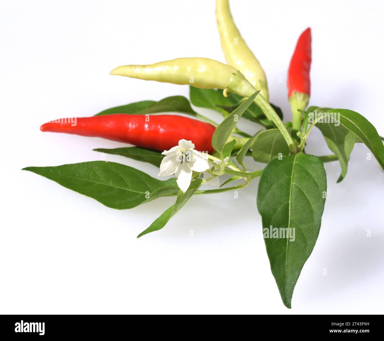 Chili Peperoni ist eine scharfe Kraeuterpflanze und wird in der Kueche ...