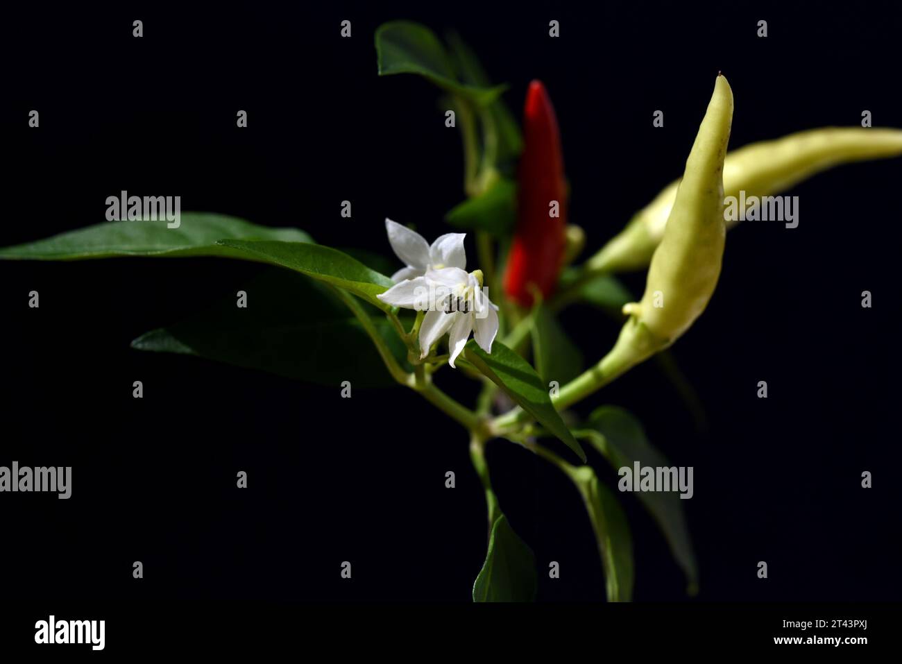 Green pepperoni capsicum frutescens hi-res stock photography and images ...