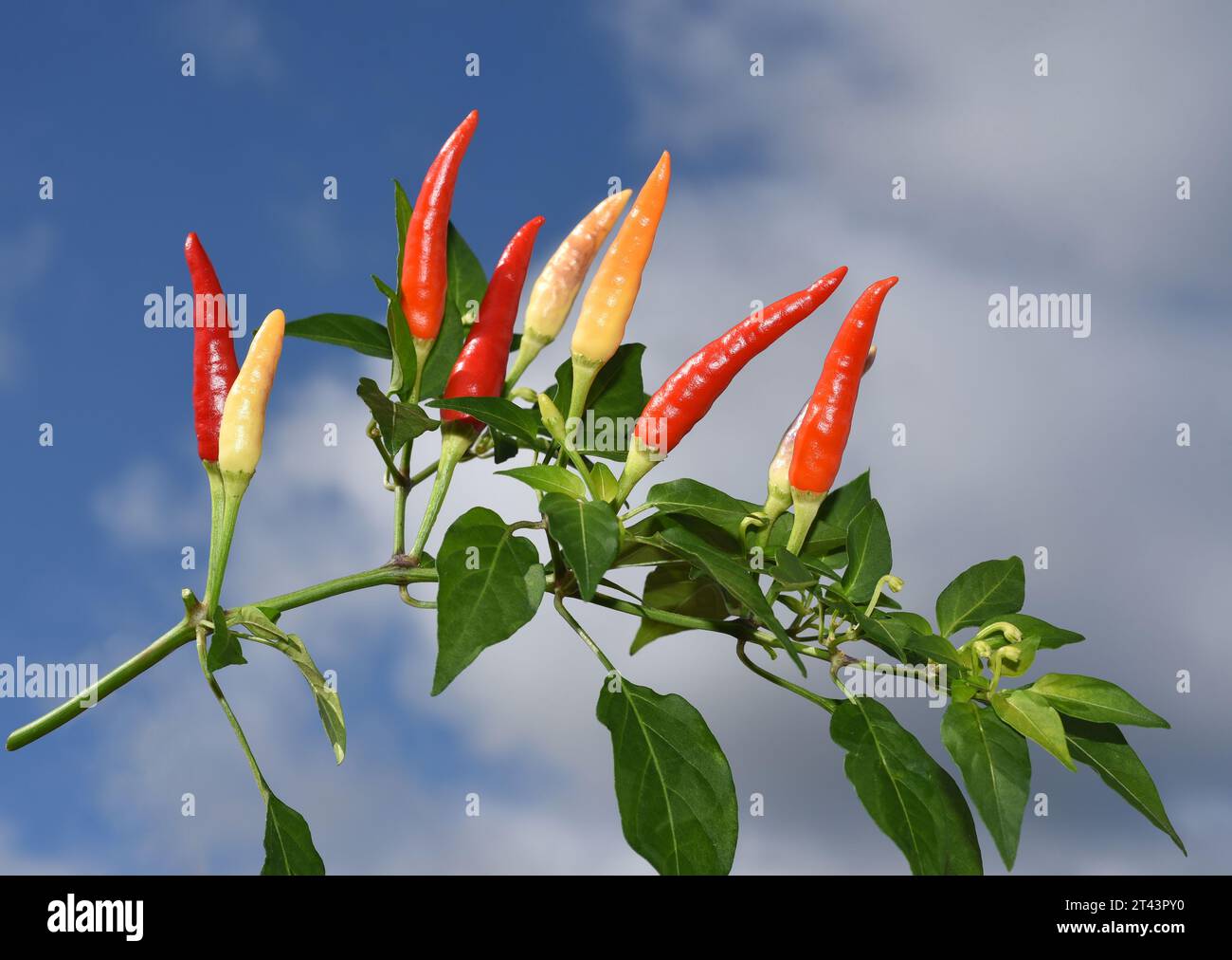 Chili Peperoni ist eine scharfe Kraeuterpflanze und wird in der Kueche ...