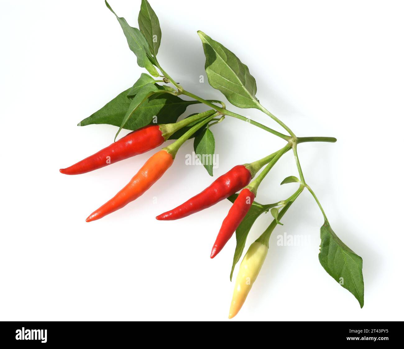 Chili Peperoni ist eine scharfe Kraeuterpflanze und wird in der Kueche ...