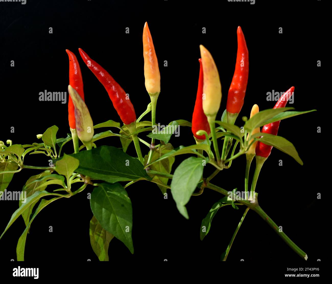 Chili Peperoni ist eine scharfe Kraeuterpflanze und wird in der Kueche ...