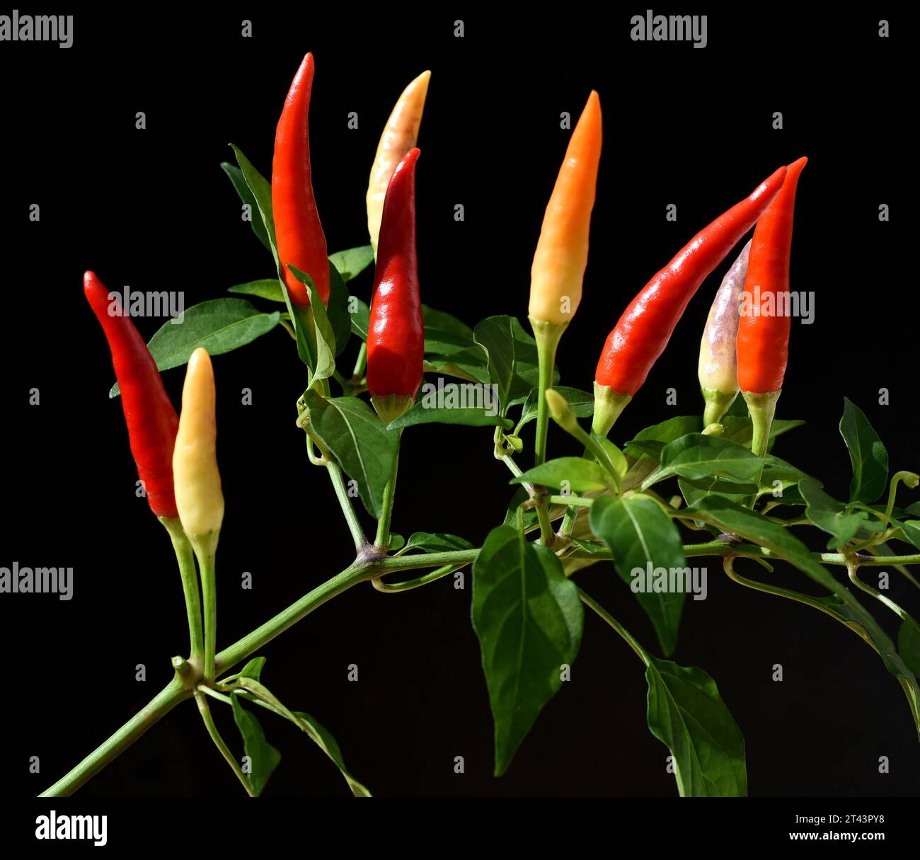 Chili Peperoni ist eine scharfe Kraeuterpflanze und wird in der Kueche ...