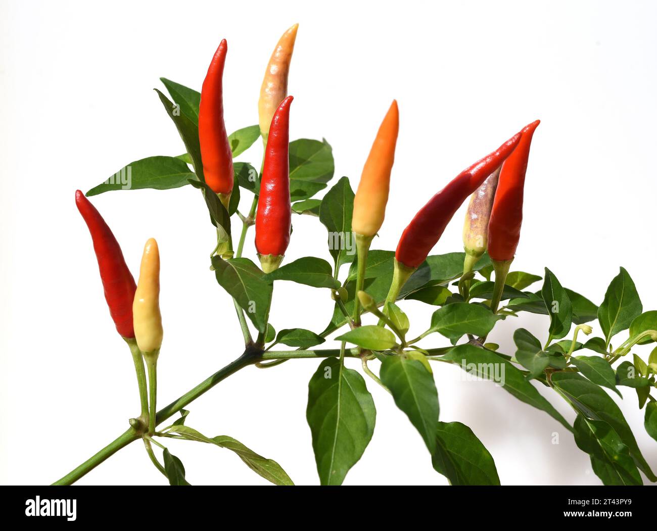 Chili Peperoni ist eine scharfe Kraeuterpflanze und wird in der Kueche ...