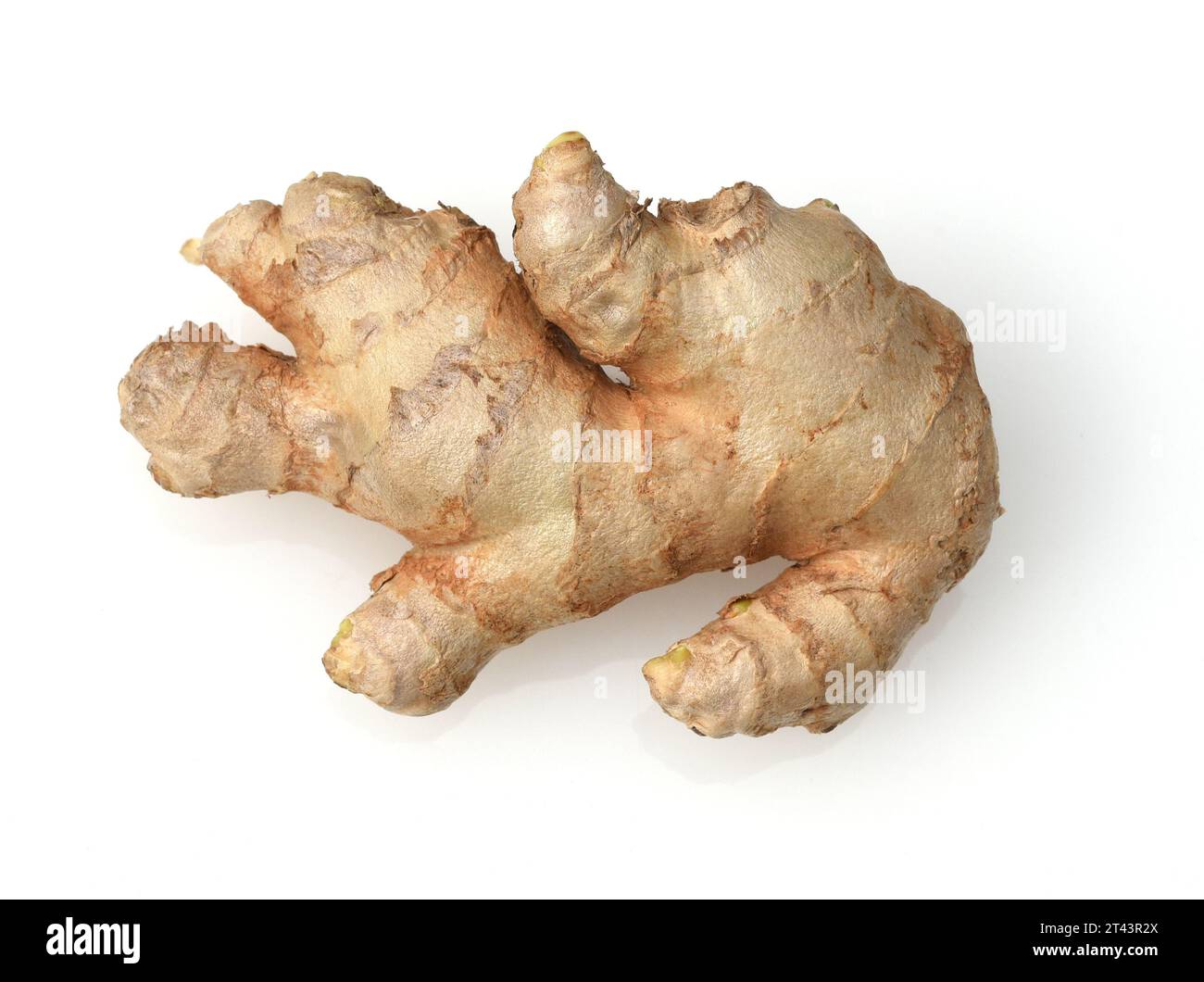 Ingwer, Zingiber officinale ist eine Suedfrucht die als Speisewuerze ...