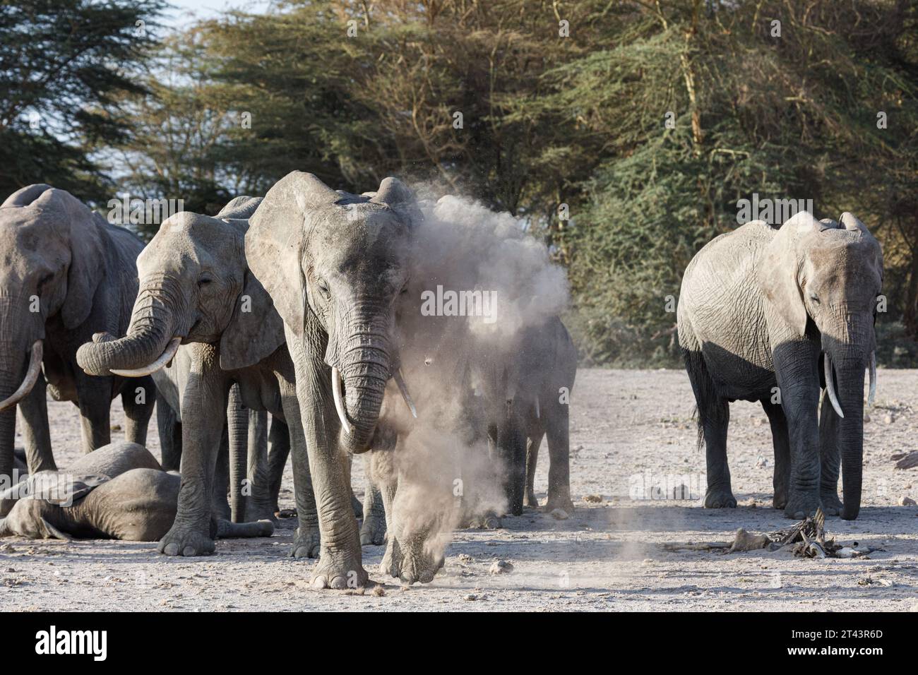 elephant blowing a dust bath Stock Photo - Alamy