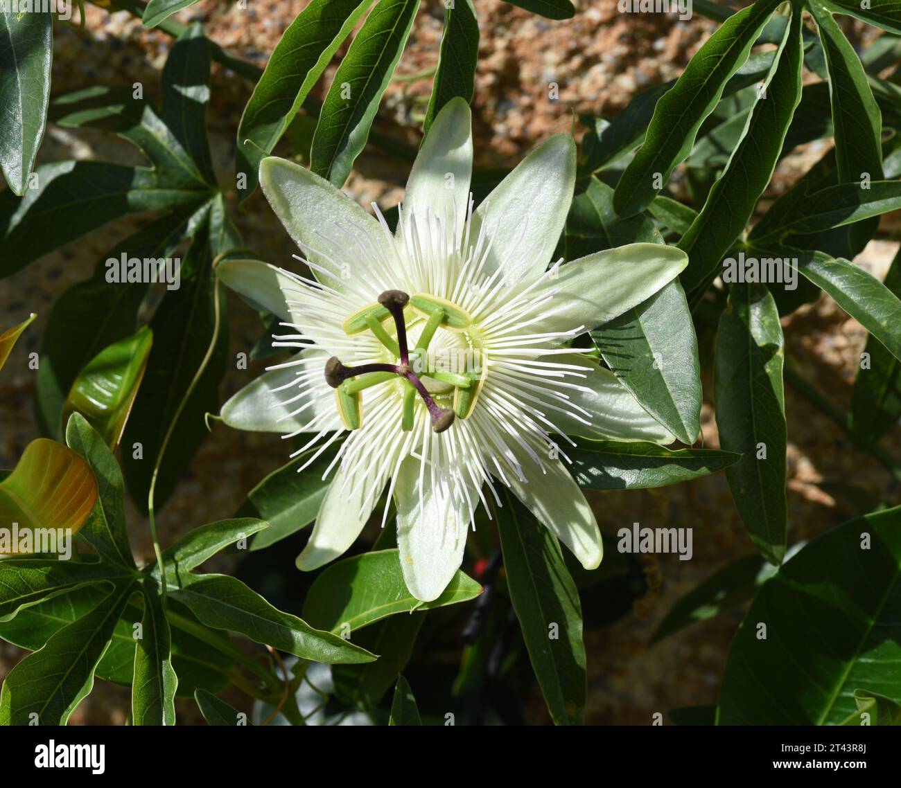 Passionsblume, Passiflora, caerulea ist eine Kletter- und Heilpflanze ...