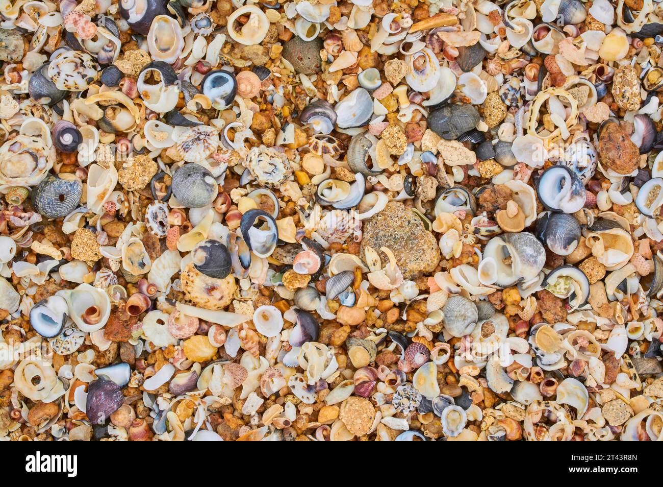 A variety of multi-coloured shells and pieces of rock on the beach at ...