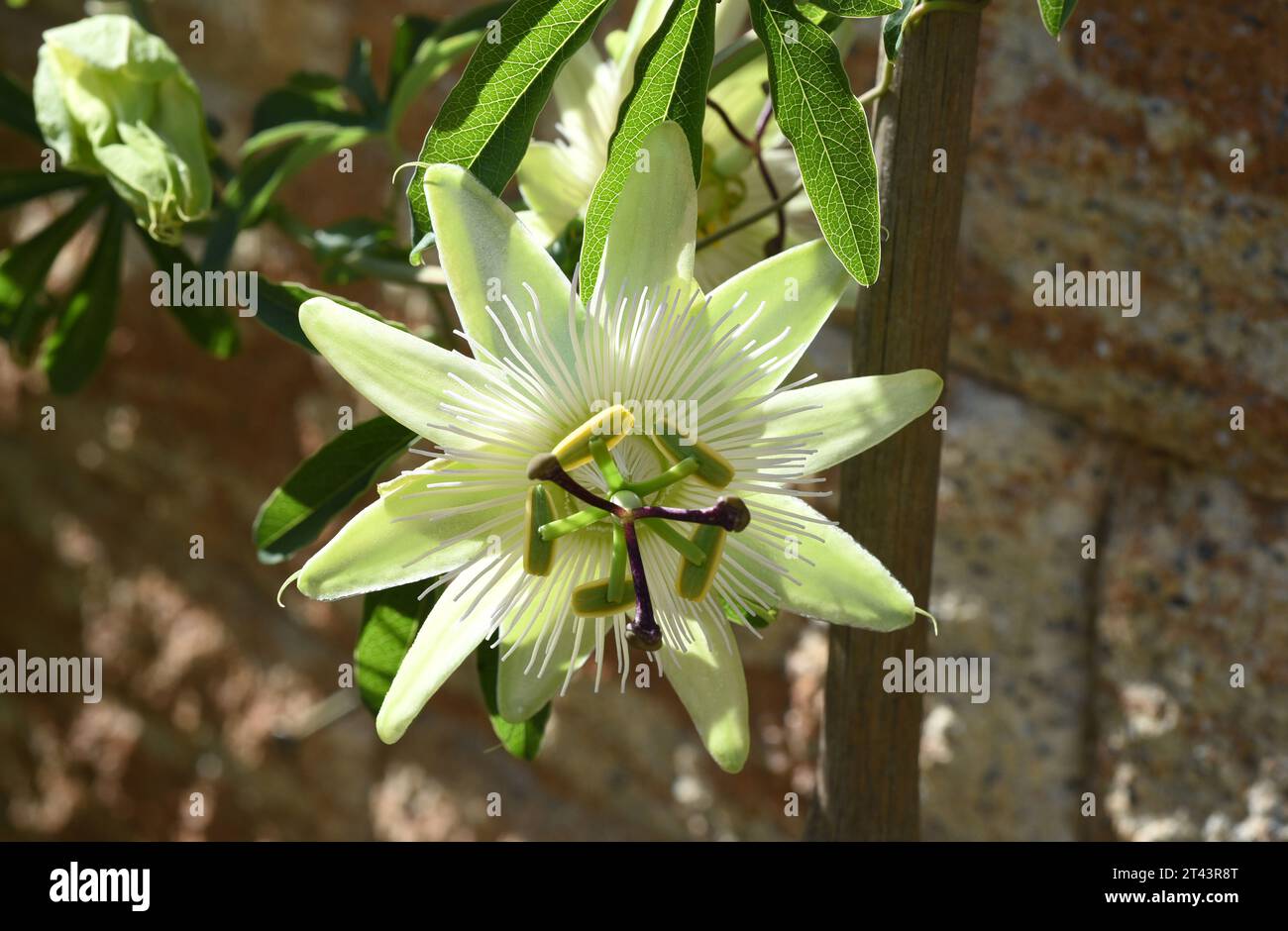 Passionsblume, Passiflora, caerulea ist eine Kletter- und Heilpflanze ...
