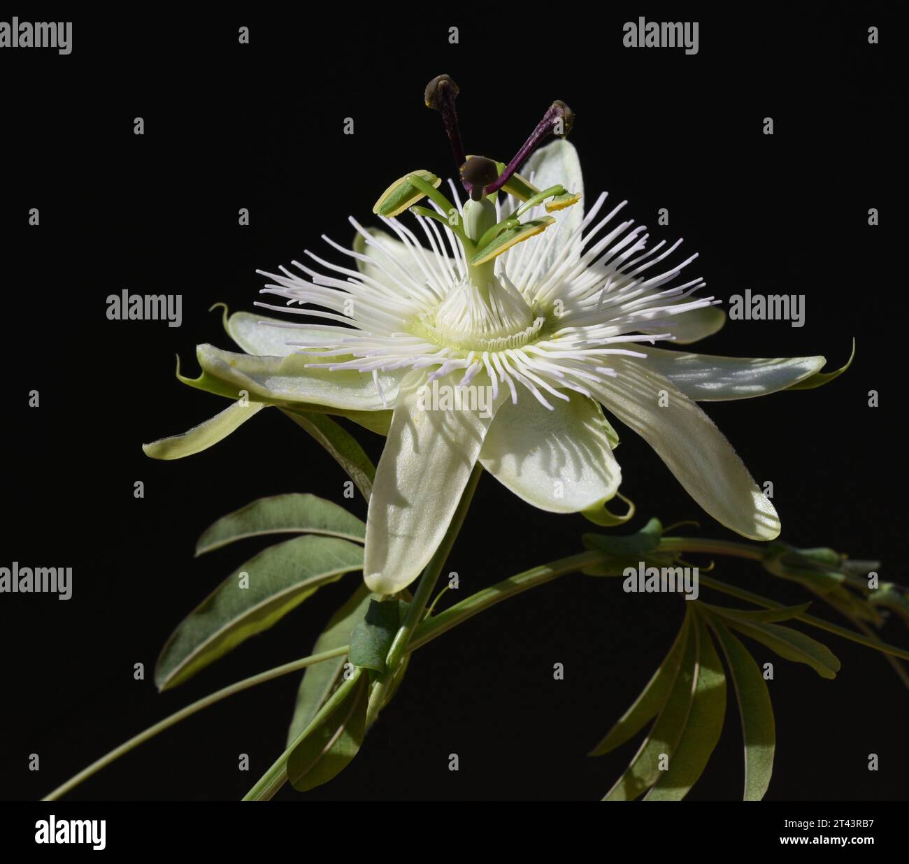 Passionsblume, Passiflora, caerulea ist eine Kletter- und Heilpflanze ...