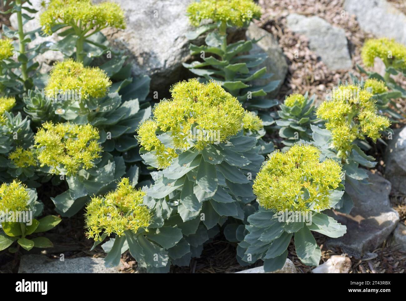 Rosenwurz, Rhodiola rosea ist eine wichtige Heilpflanze mit gelben und ...