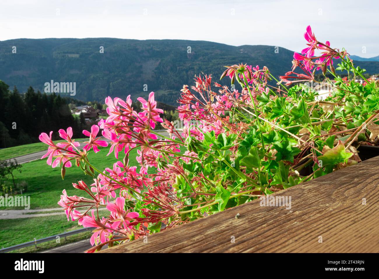 Vibrant pink colored Pelargonium flowers (also known as Geranium) on a ...
