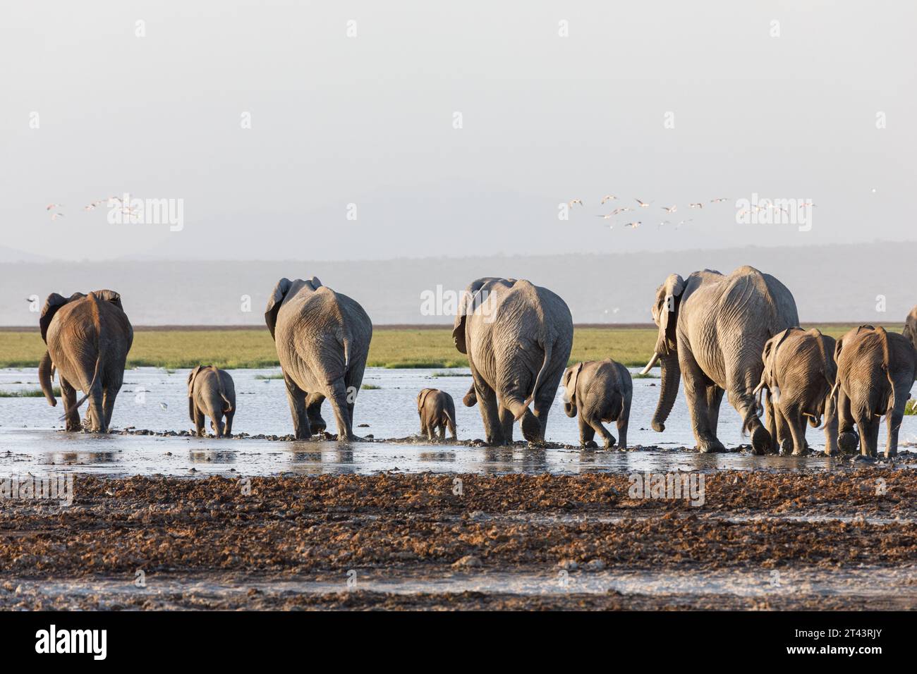 herd of elephants crossing the savannah Stock Photo - Alamy