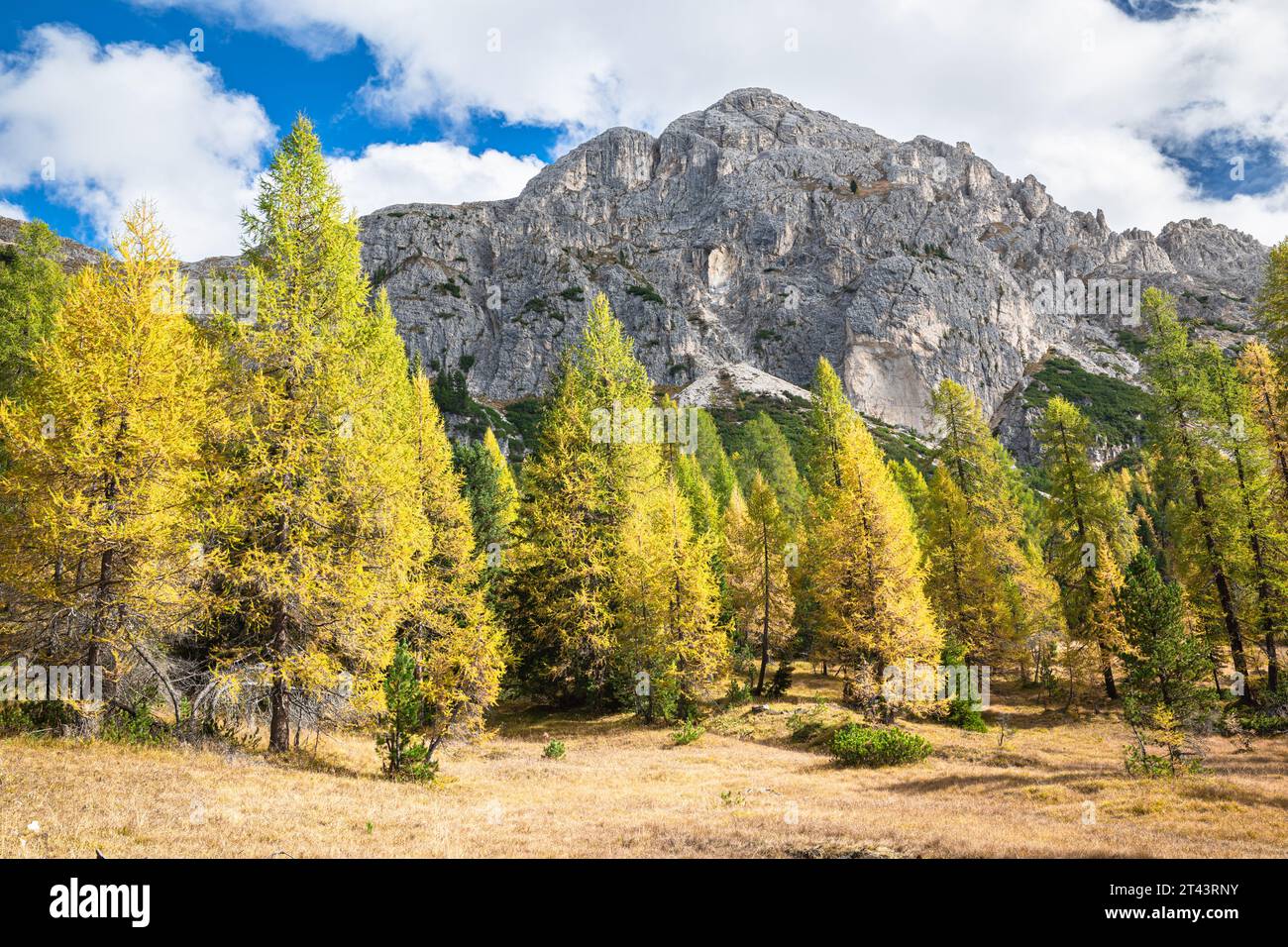 Botany trees pinaceae mountain hi-res stock photography and images - Alamy